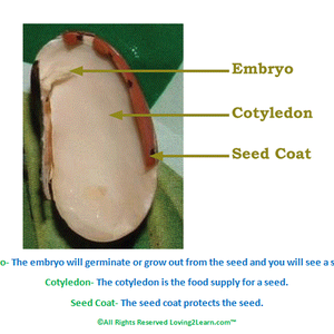 Seeds, Plants, and Trees — Loving2Learn